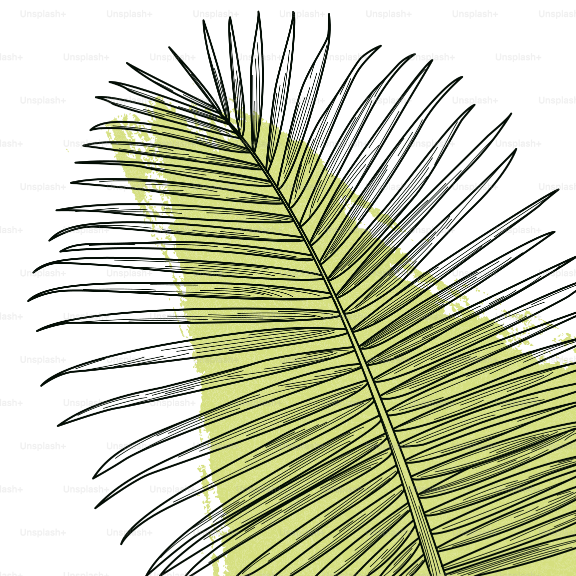 Line artwork of a palm frond with a splashy background. Easy to change ...