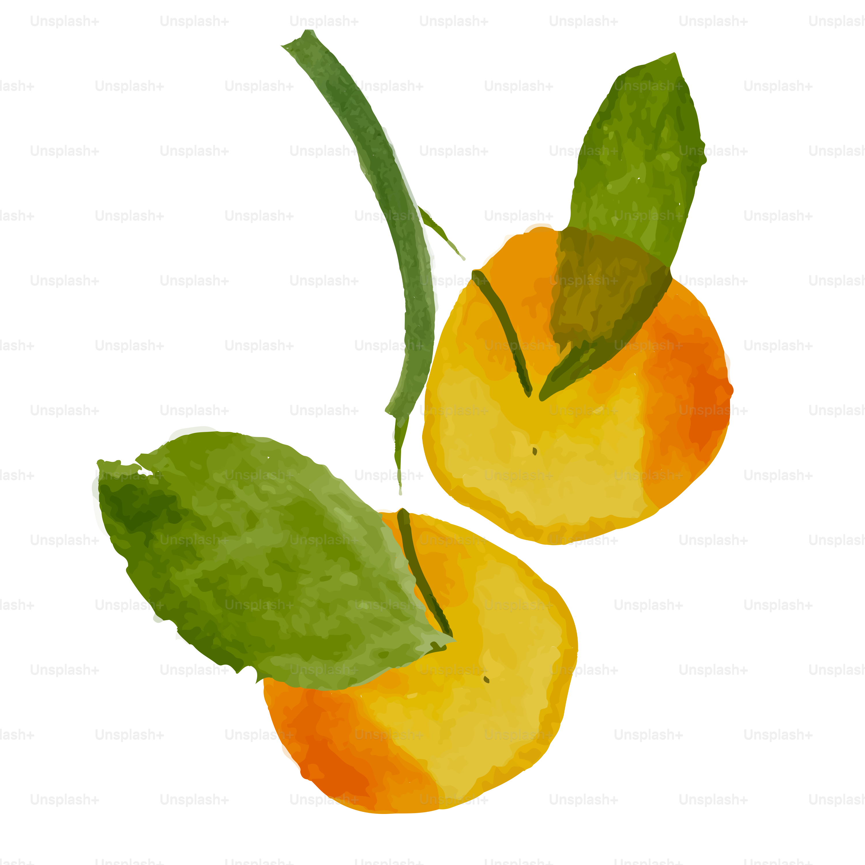 Two oranges with green leaves on a white background vector – Orange ...