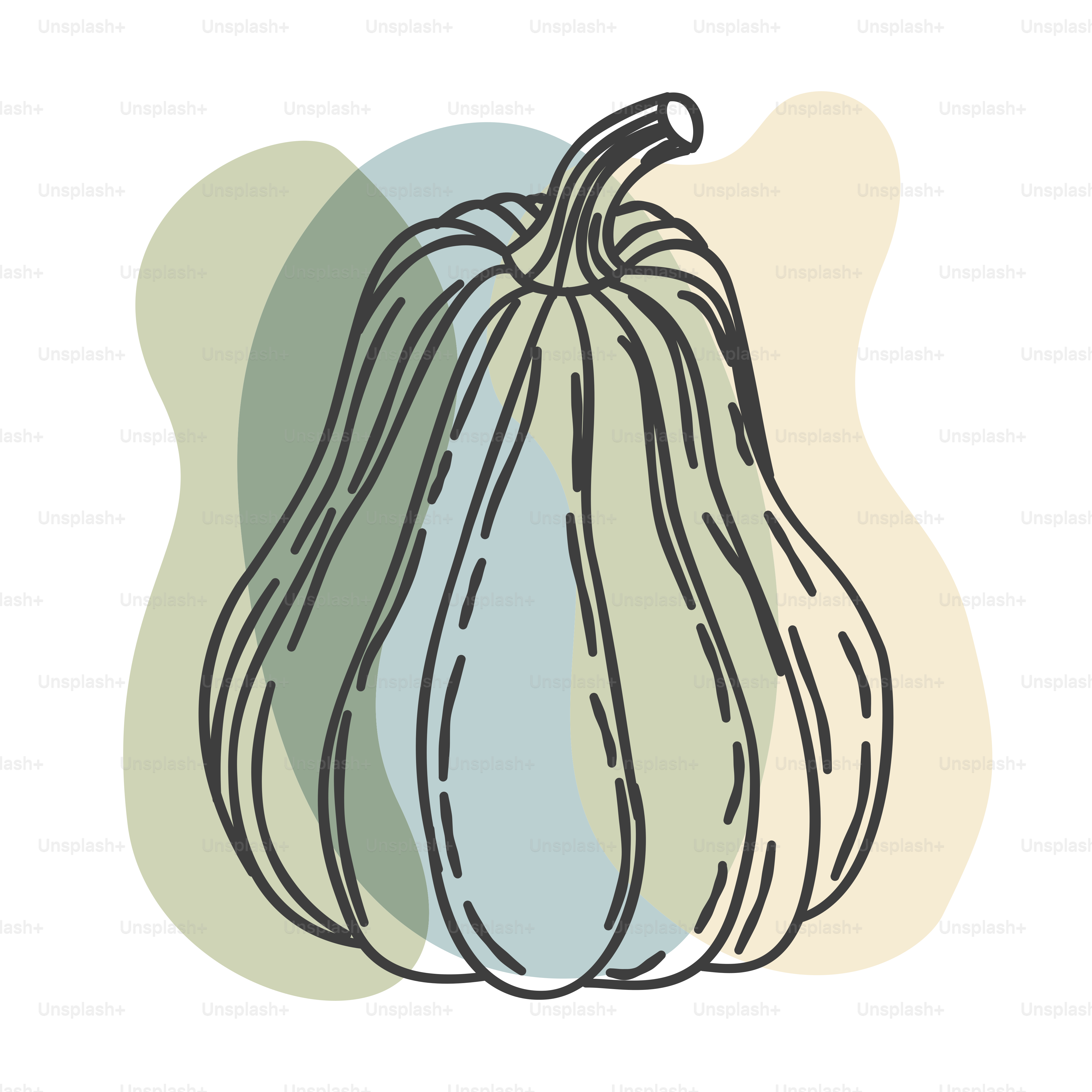 Un dessin d’une courge sur fond blanc vectoriel – Image de Agriculture ...