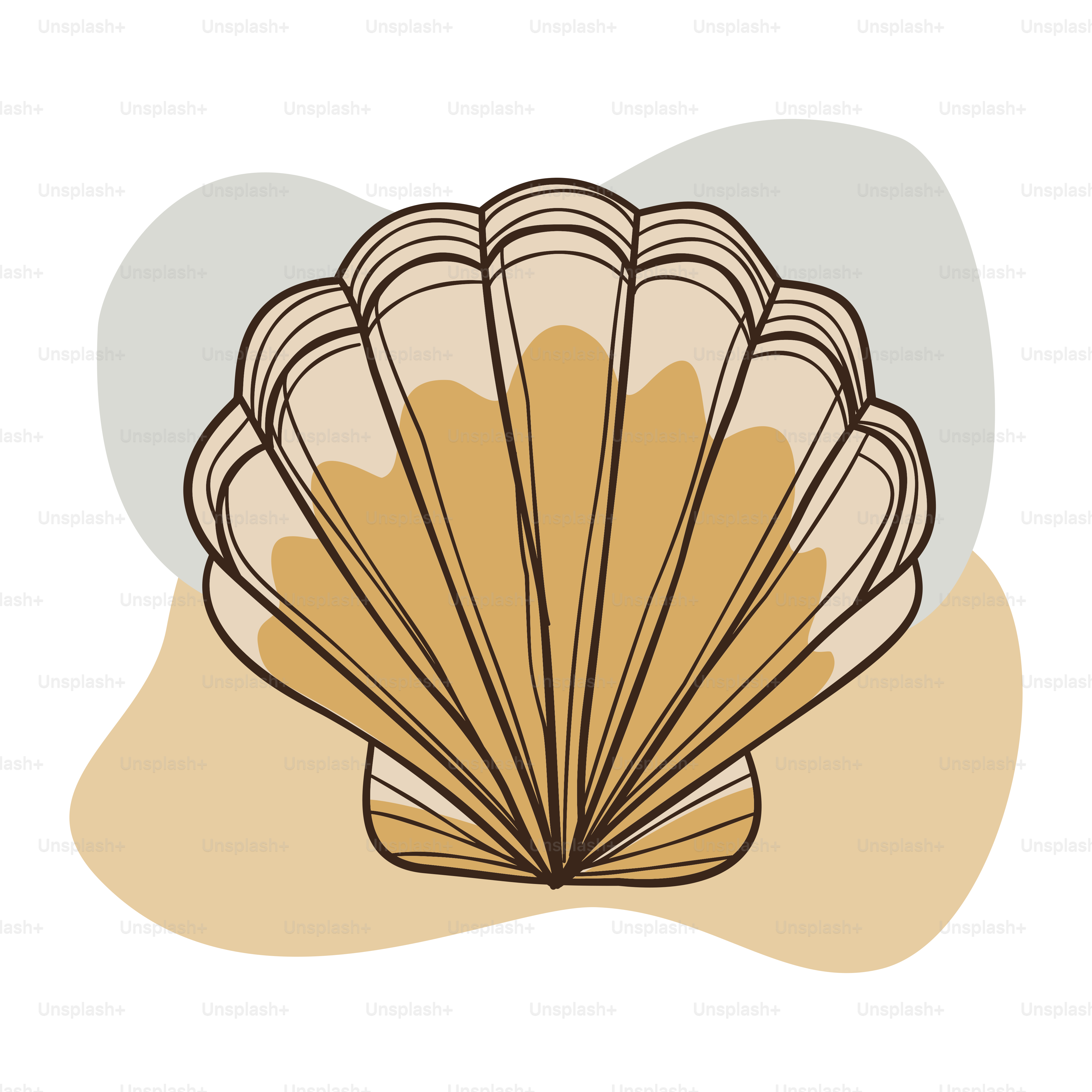 Un dibujo de una concha marina sobre un fondo blanco vector – Imagen de ...