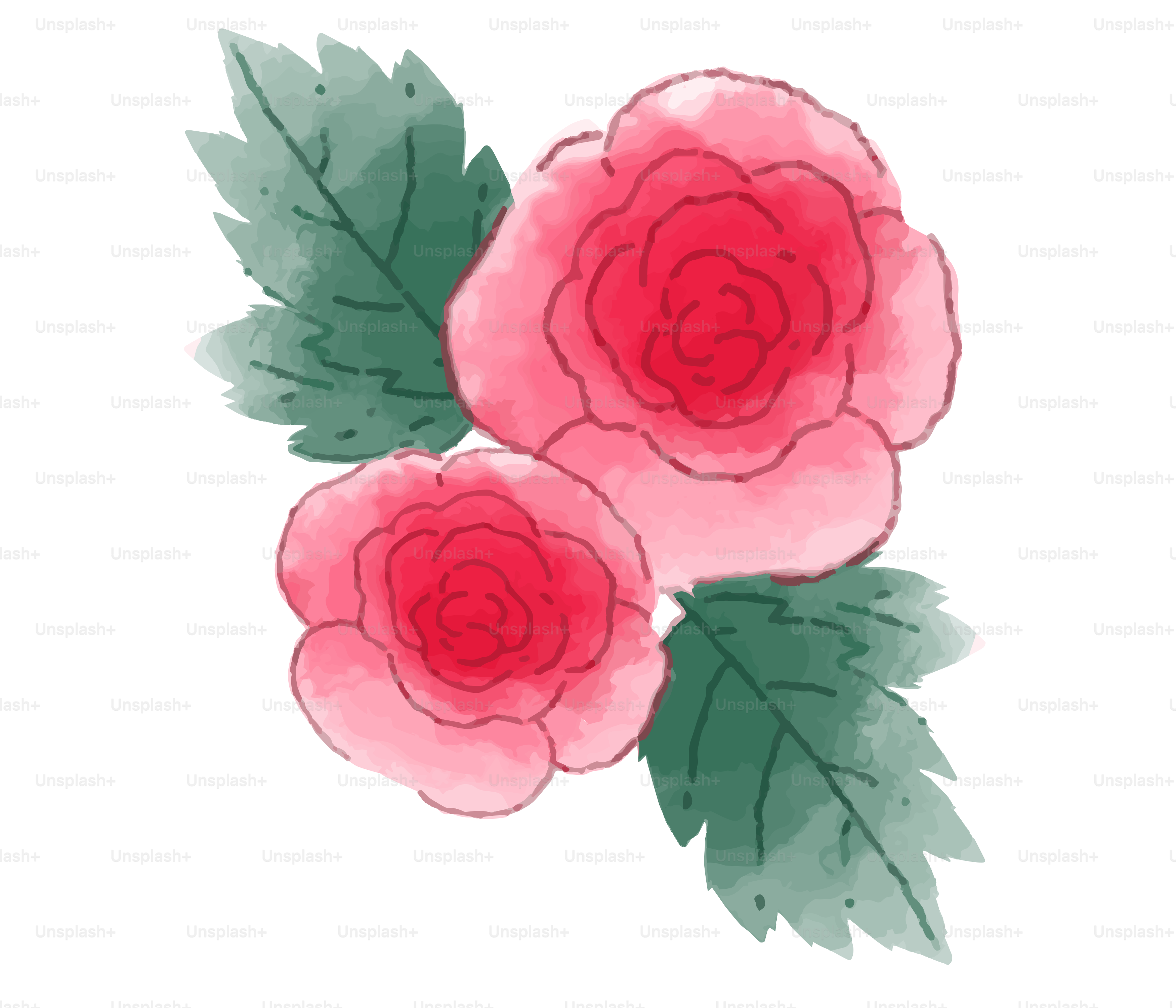 Two pink roses with green leaves on a white background vector ...