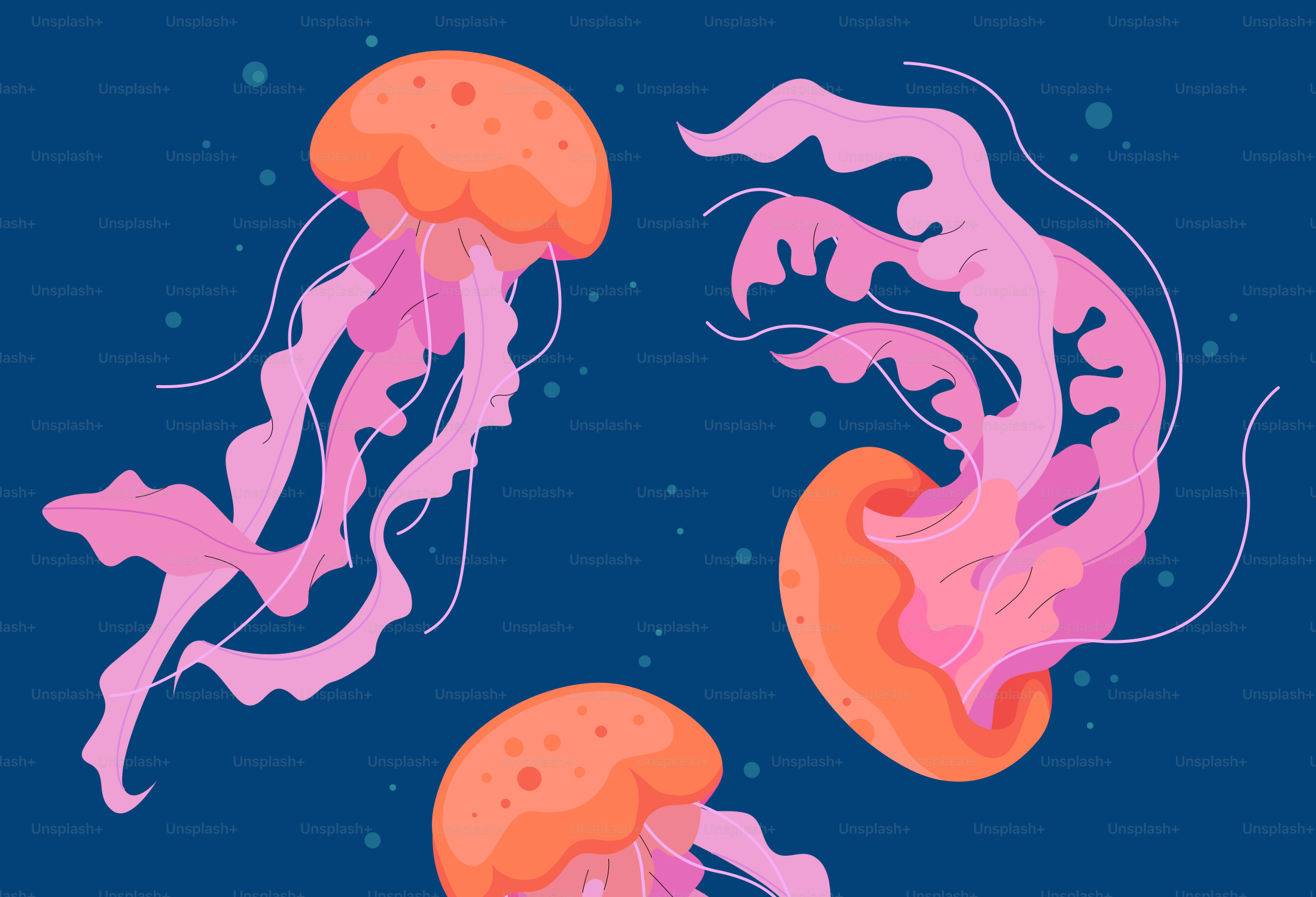 Colorful koi fish swim in a pond. vector – Animal Image on Unsplash