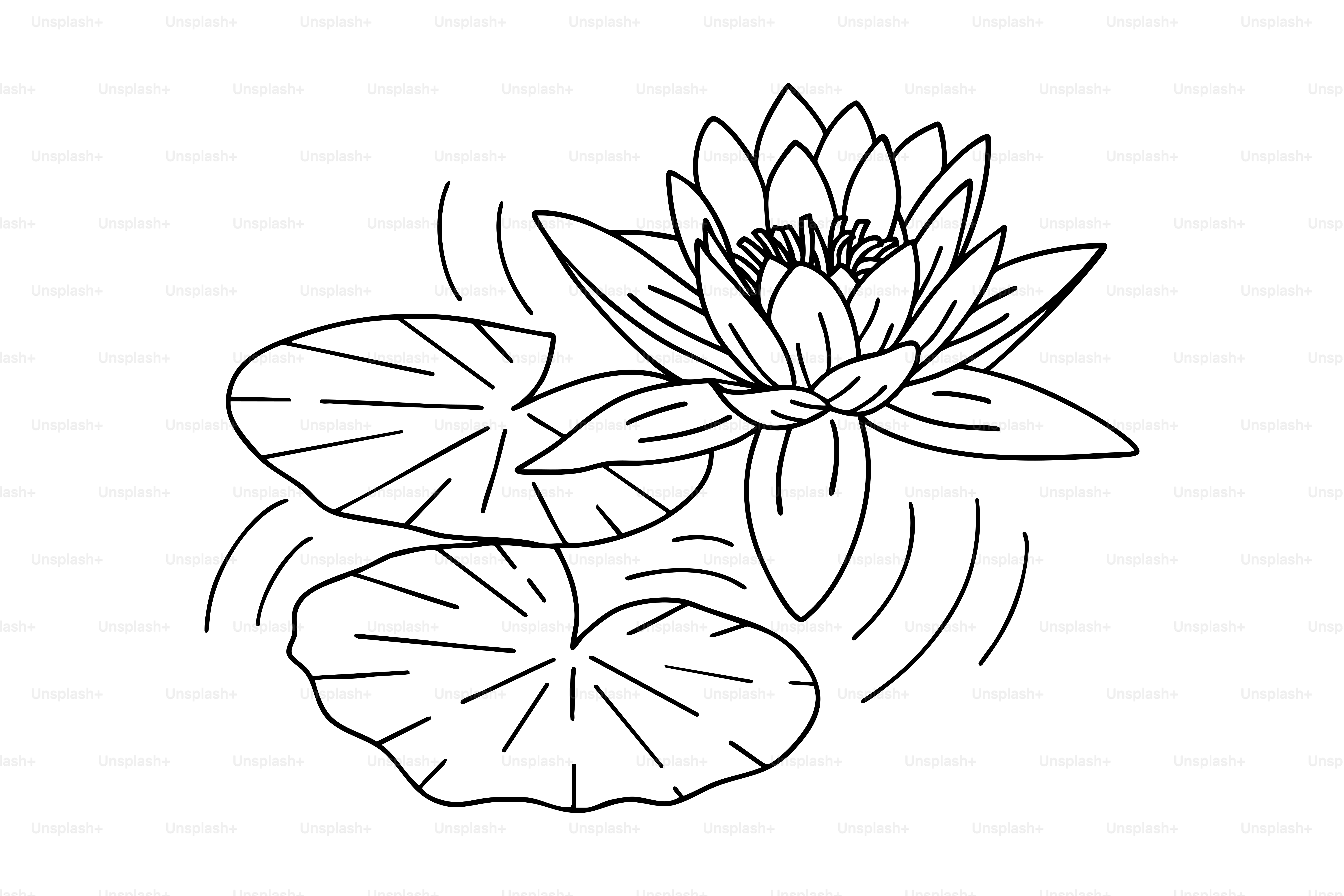 A line drawing of a water lily and lily pads. vector – Flower Image on ...