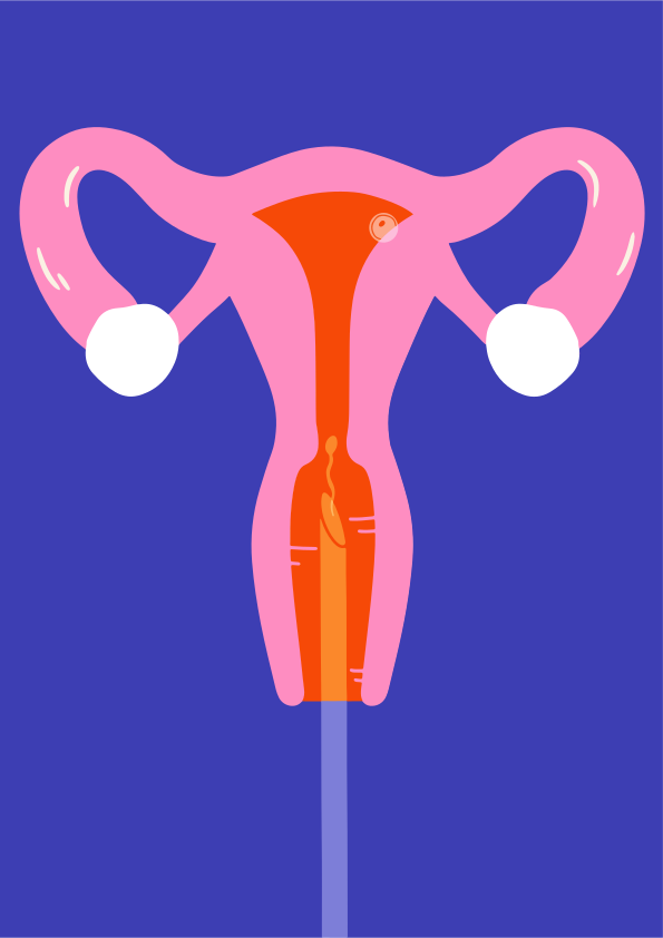 Schéma de l’anatomie du système reproducteur humain féminin. vectoriel ...