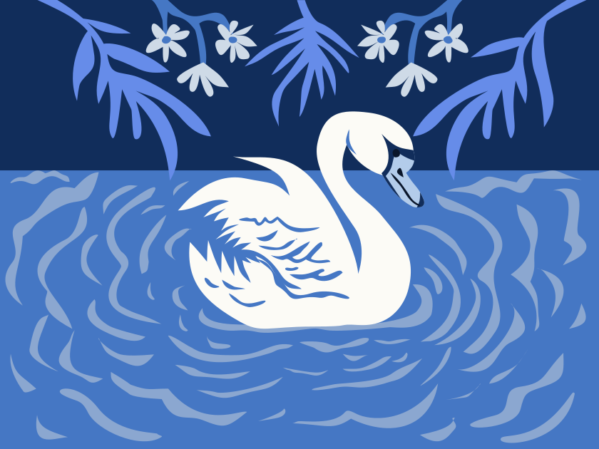 A white swan swims on blue water vector – Wallpaper Image on Unsplash